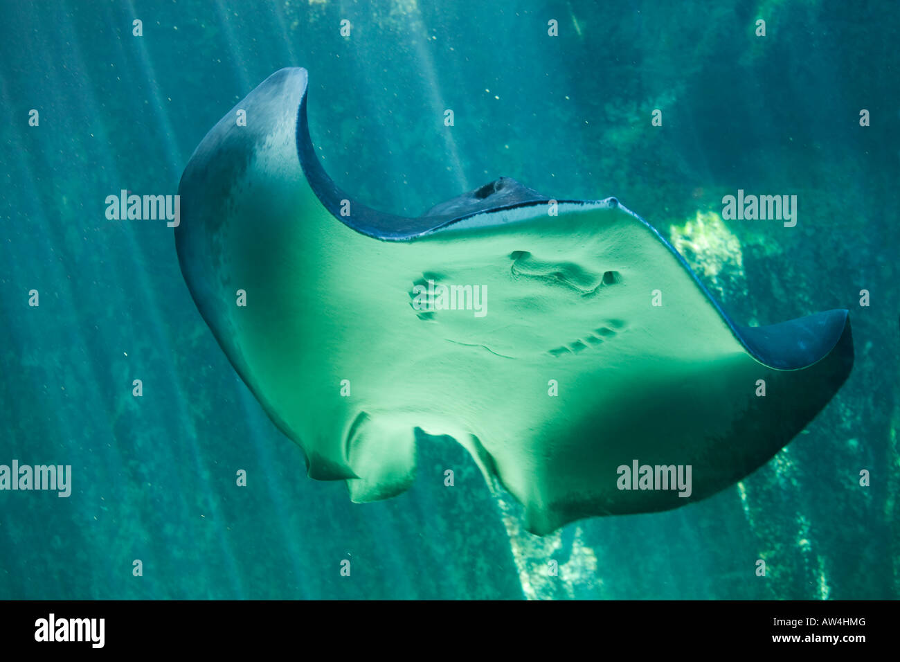 South Africa Cape Town Short Tailed Sting Ray Dasyatis brevicaudata ...