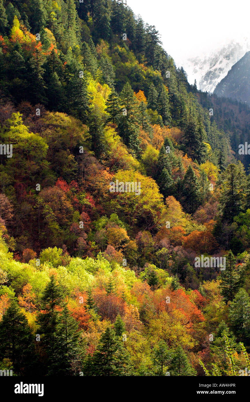 Autumn Forrest photographed from above Stock Photo - Alamy