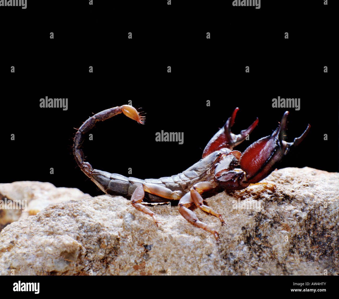 SCORPION GROSPHUS FLAVOPICEUS MADAGASCAR BURGANDY SCORPION SCHORPIOEN ...