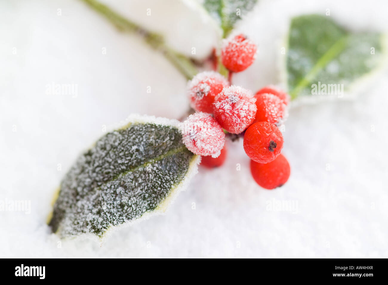 festive sprig of variegated frosty holly leaves with red berries on ...