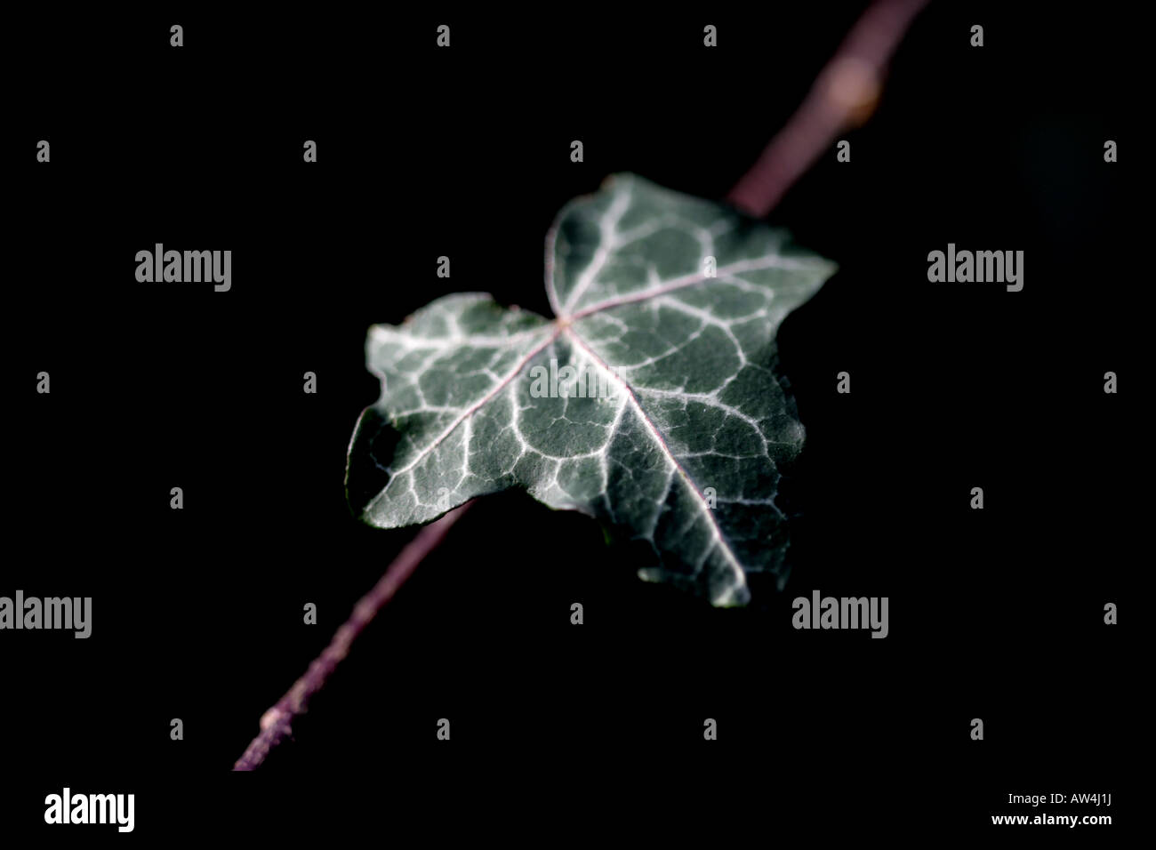 IVY Leaf (Hedera helix Stock Photo - Alamy
