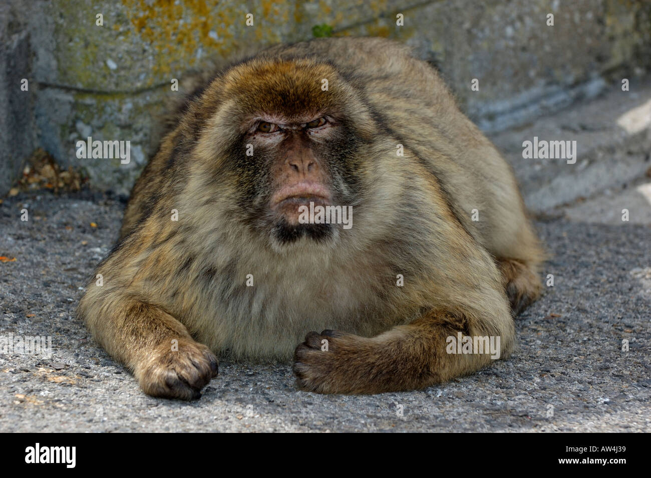 Gibraltar ape angry hi-res stock photography and images - Alamy