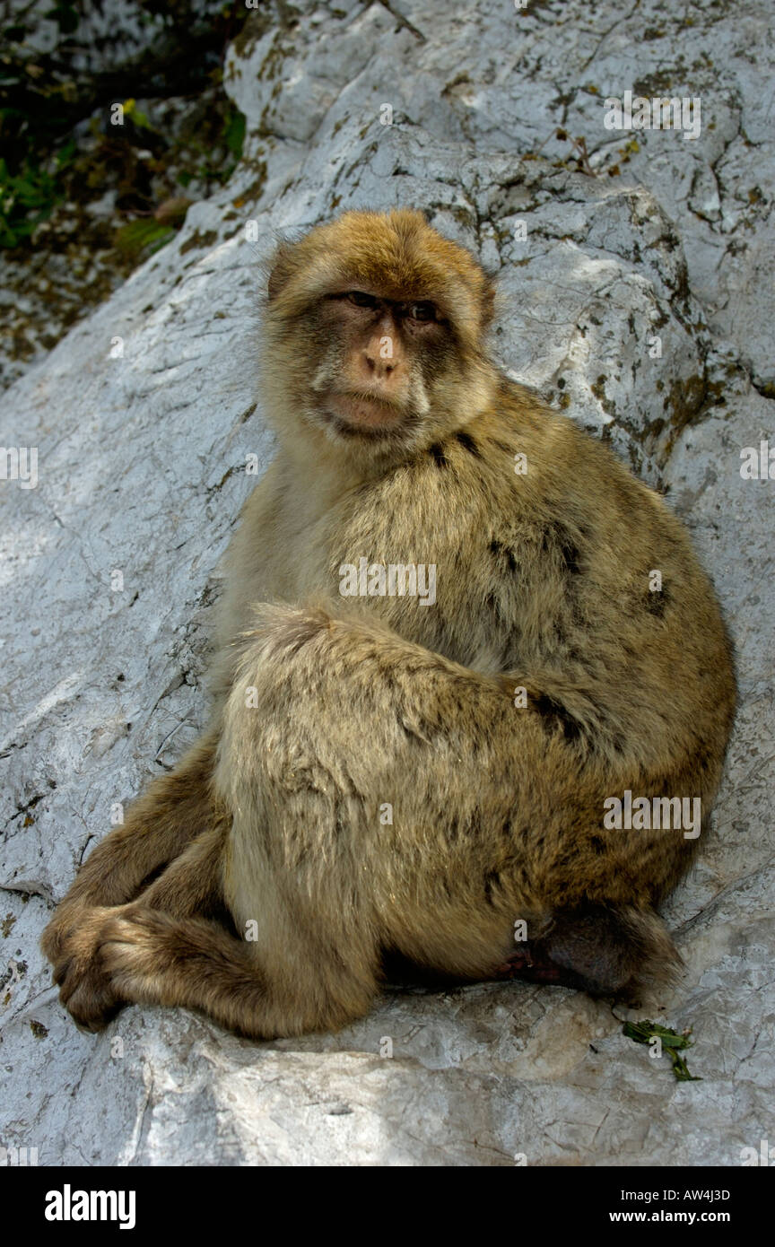 Profile of a monkey hi-res stock photography and images - Alamy