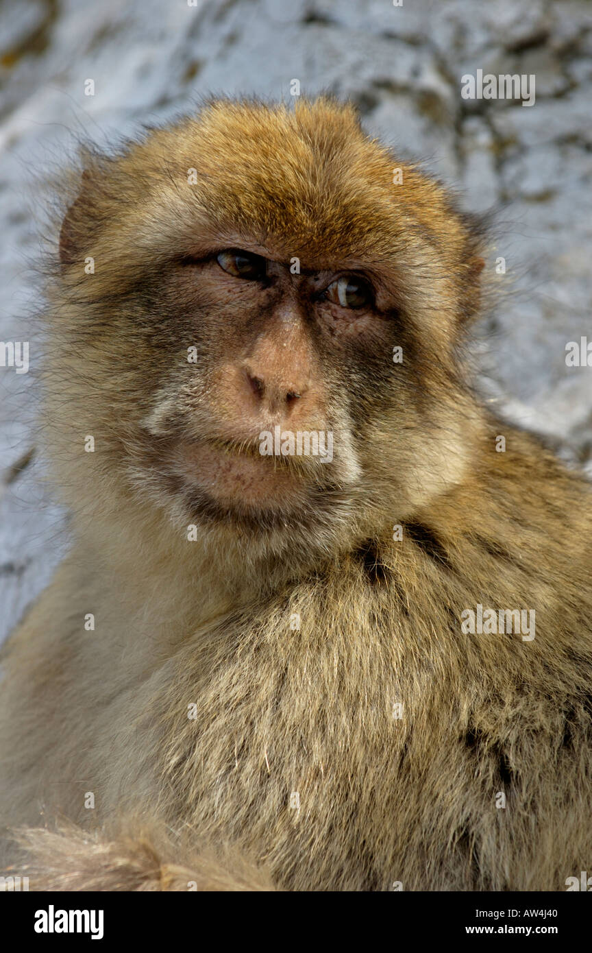 Close up head face barbary macaque hi-res stock photography and images ...