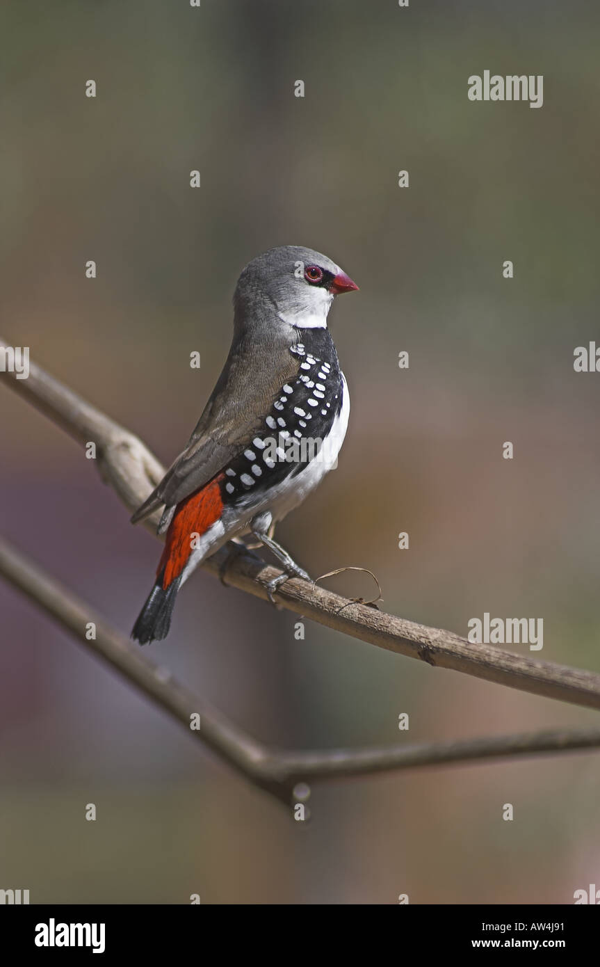 Rare diamond hi-res stock photography and images - Alamy