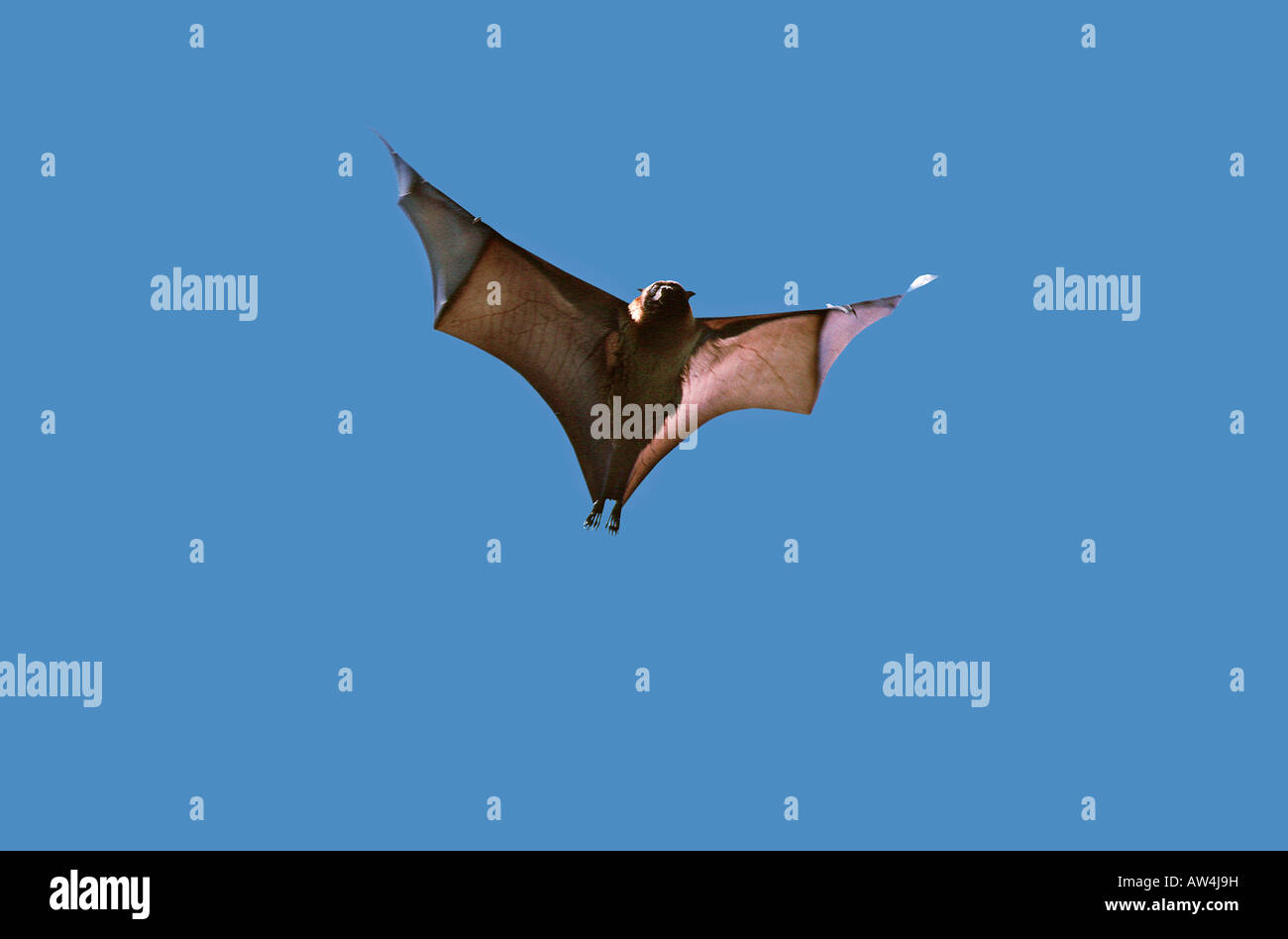 roussette Flying Dog Large Flying Fox Borneo Indonesia Pteropus ...