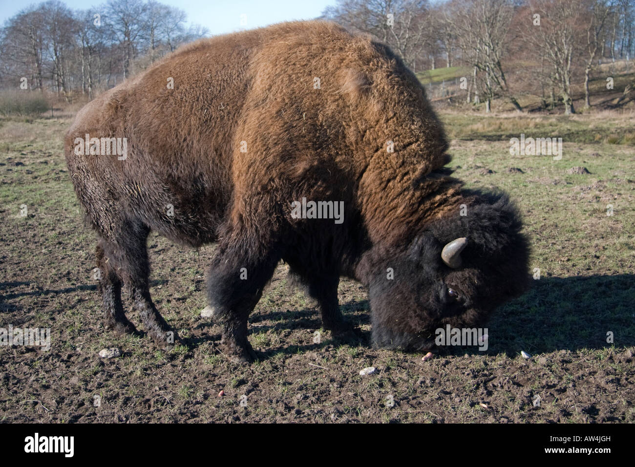 American Bison buffalo, side view Stock Photo - Alamy