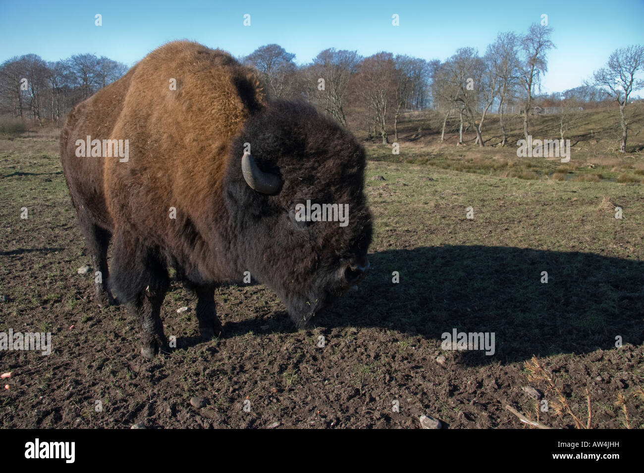 American Bison buffalo, front view Stock Photo - Alamy