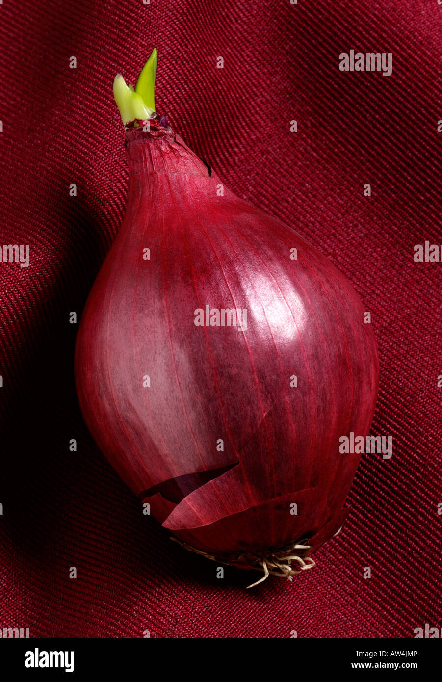A sprouting red onion on a burgundy background Stock Photo - Alamy