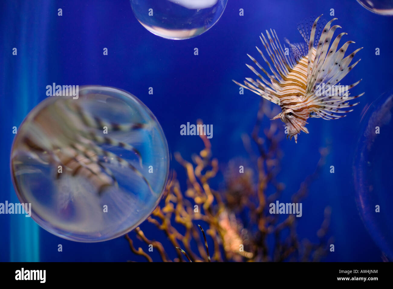 South Africa Cape Town Devil Firefish Pterois miles on display at Two Oceans Aquarium Captive ...