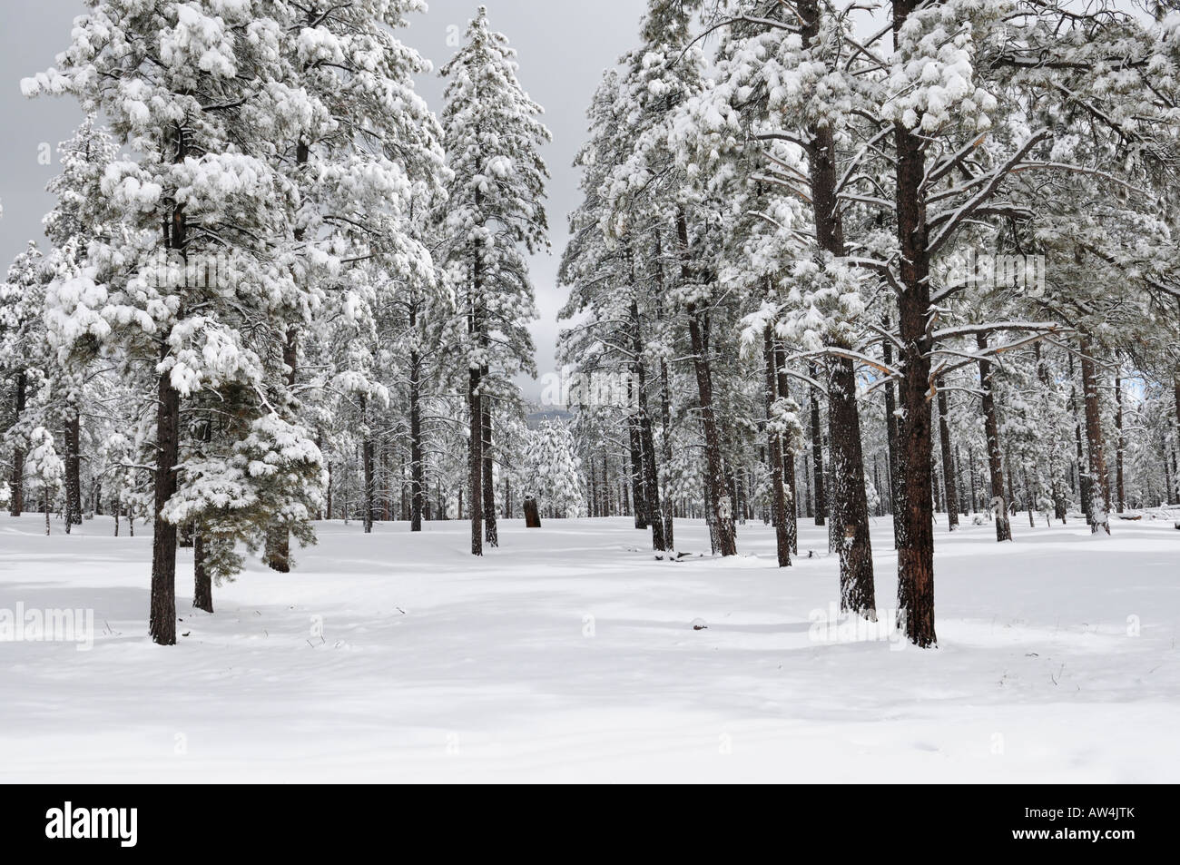 Ponderosa Pine covered in snow on a winter day near Flagstaff Arizona ...