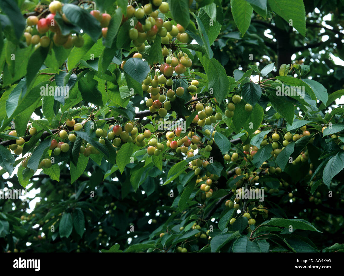 Ripening cherry fruit on the tree variety Merton Favourite Stock Photo ...
