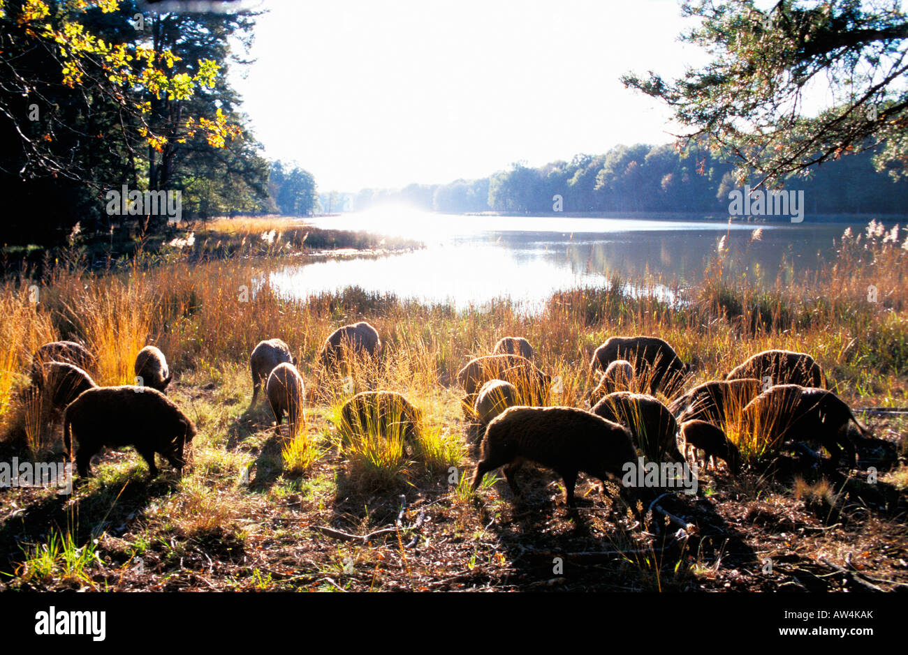 Altwelts hi-res stock photography and images - Alamy