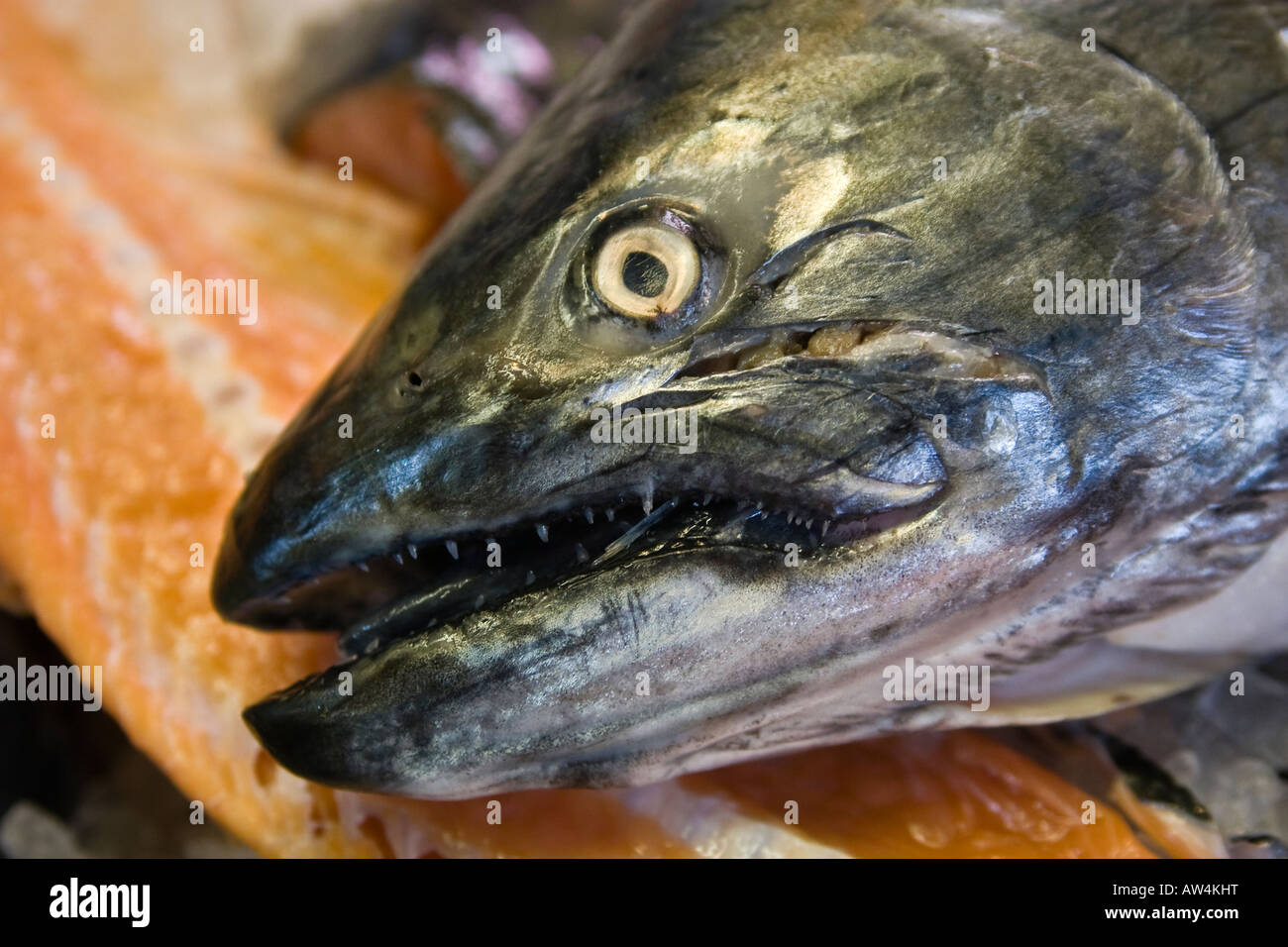 Raw salmon head close-up Stock Photo - Alamy