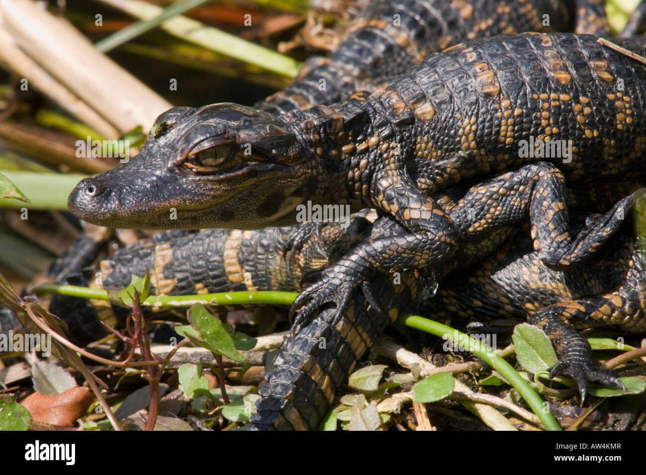 Alligator babies hi-res stock photography and images - Alamy