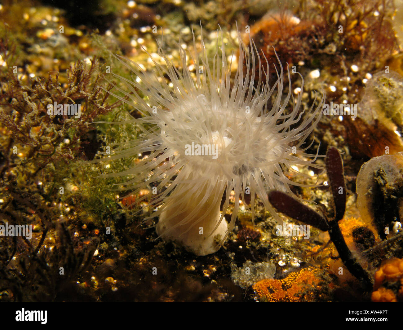 Monterey Bay, California, USA Underwater anemone Stock Photo - Alamy