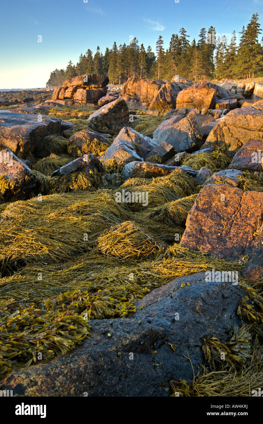 Sunrise over the Atlantic Natural Seawall Acadia National Park Maine ...