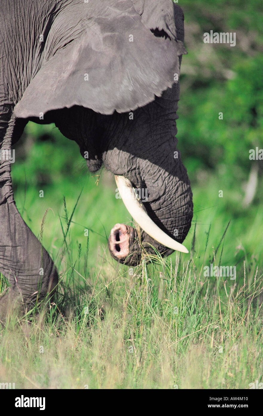 Elephant elephant trunk up cut hi-res stock photography and images - Alamy