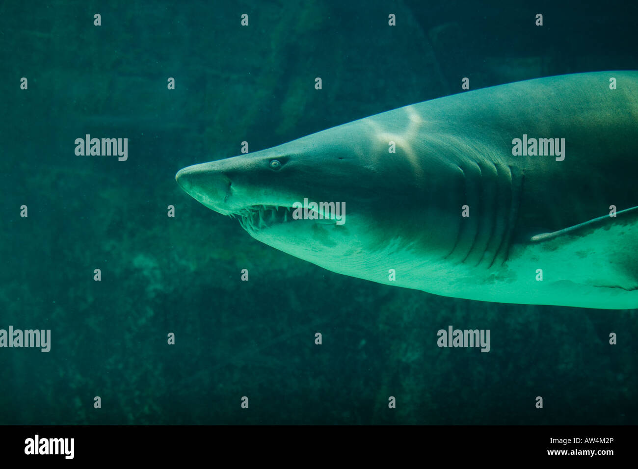 Ragged tooth shark odontaspis ferox hi-res stock photography and images ...