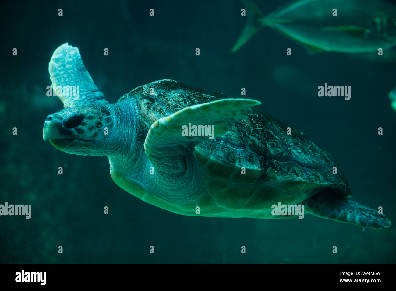 Leatherback turtle swimming hi-res stock photography and images - Alamy
