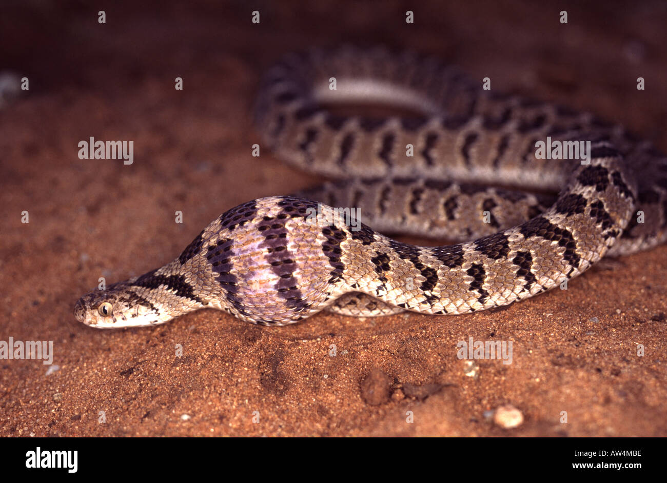 Egg-Eater, Dasypeltis scabra Stock Photo - Alamy