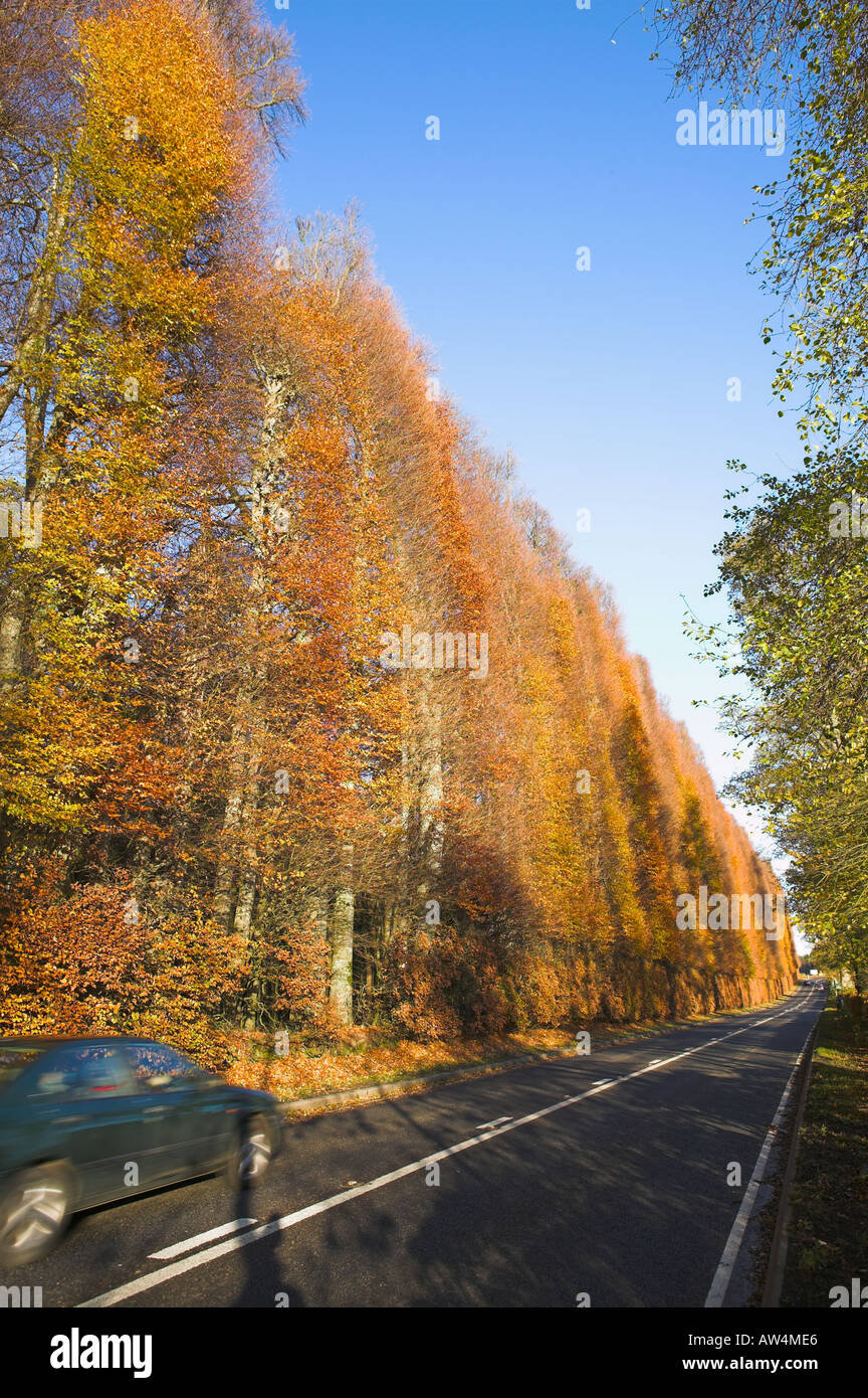 Meikleour hedge hi-res stock photography and images - Alamy