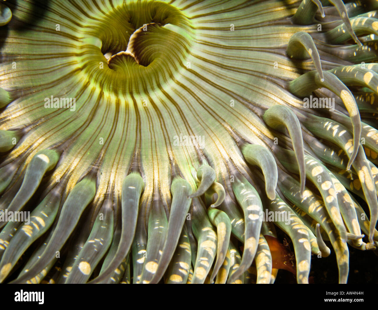 Santa Barbara, California, USA Underwater anemone Stock Photo - Alamy