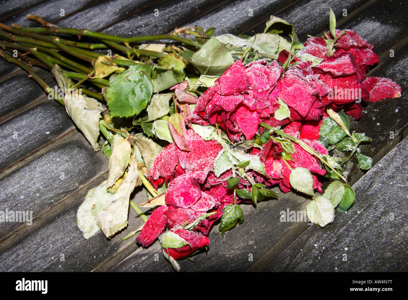Decaying red roses hi-res stock photography and images - Alamy