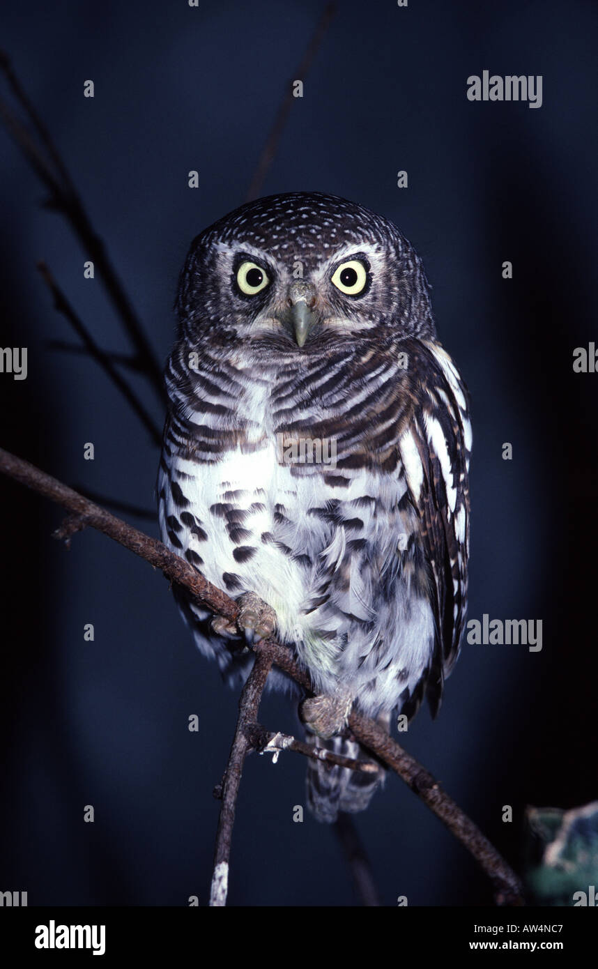 African Barred Owlet, Glaucidium capense Stock Photo - Alamy