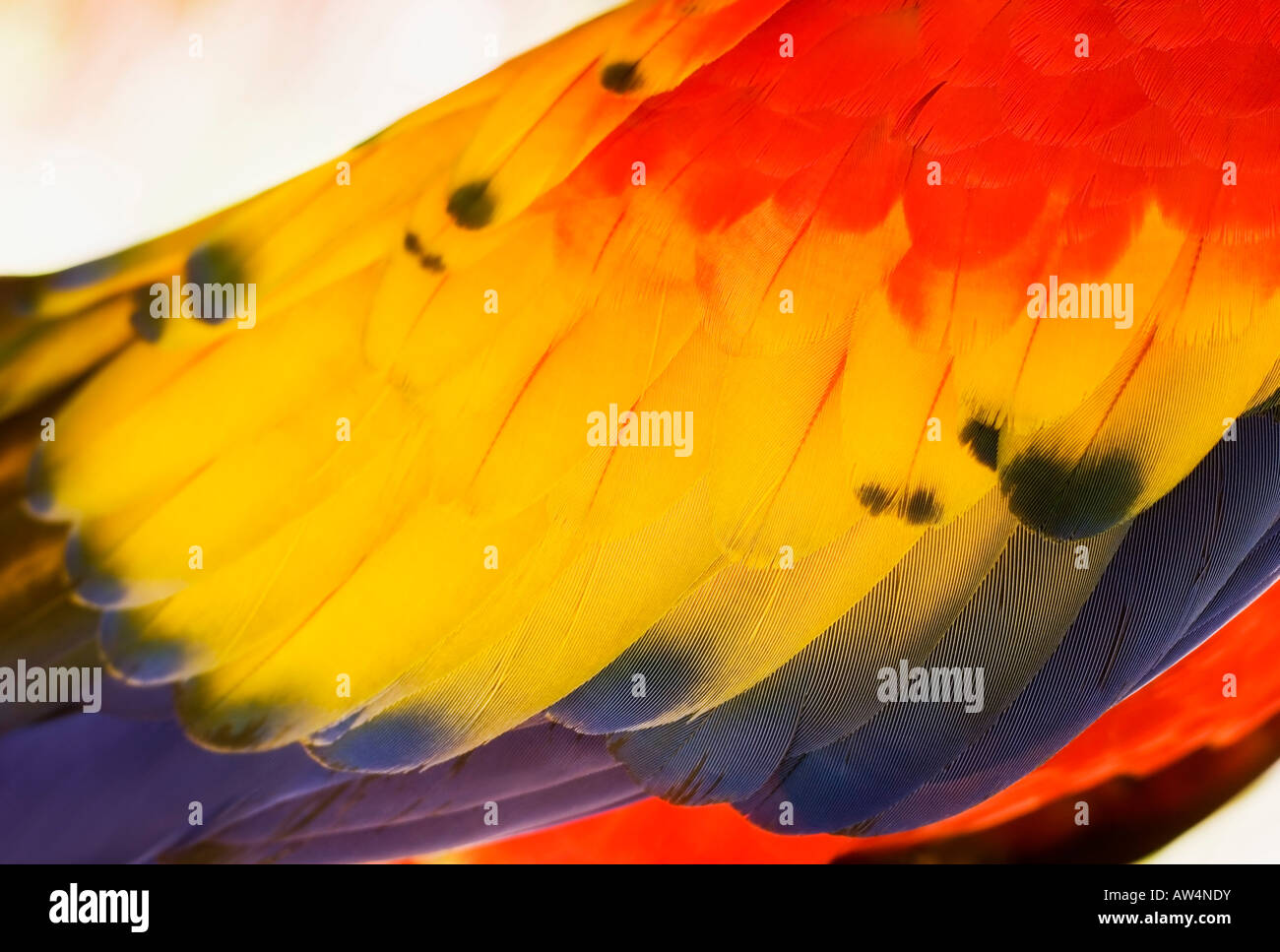 Parrot feathers hi-res stock photography and images - Alamy