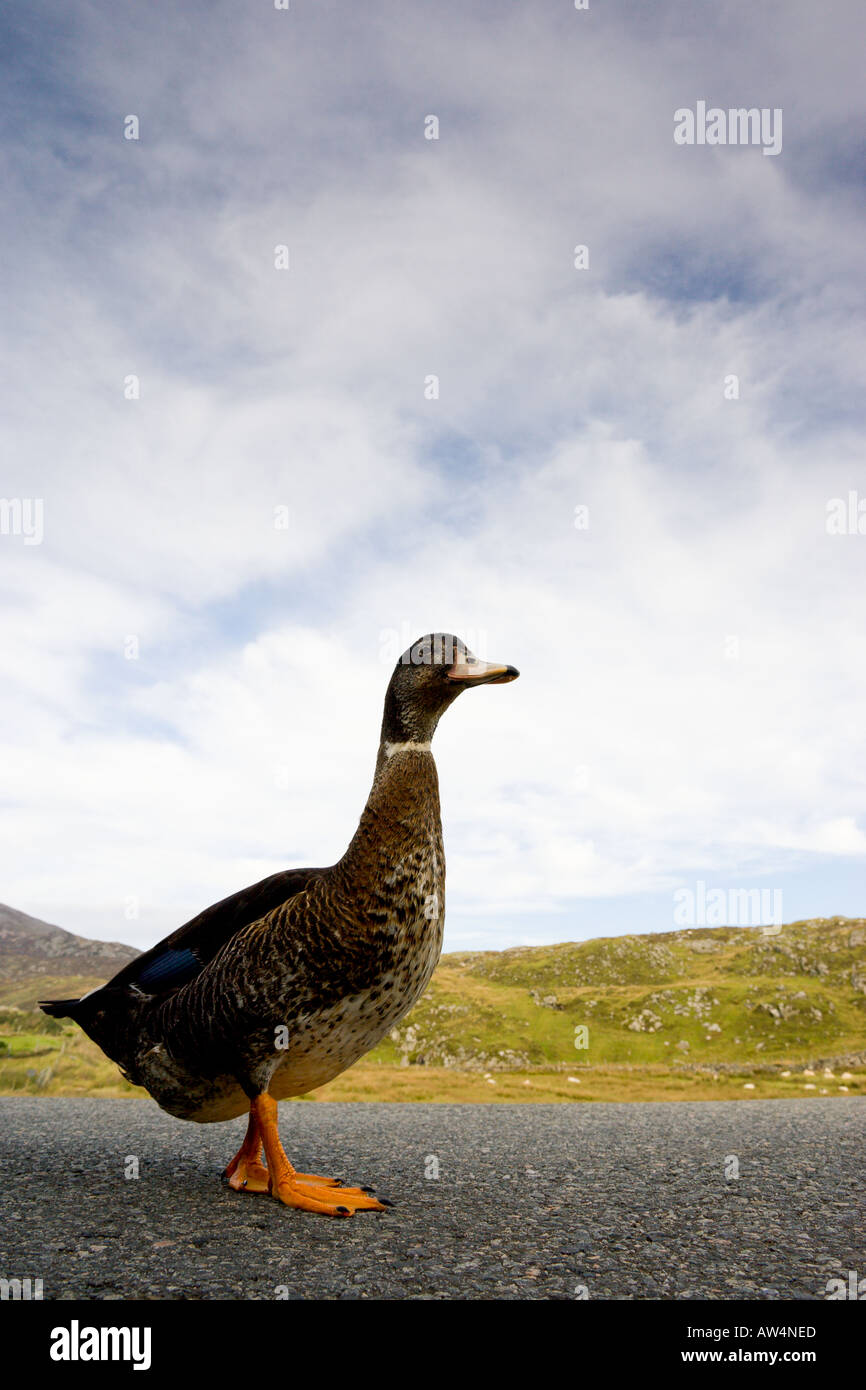 Duck standing on a country road Stock Photo - Alamy