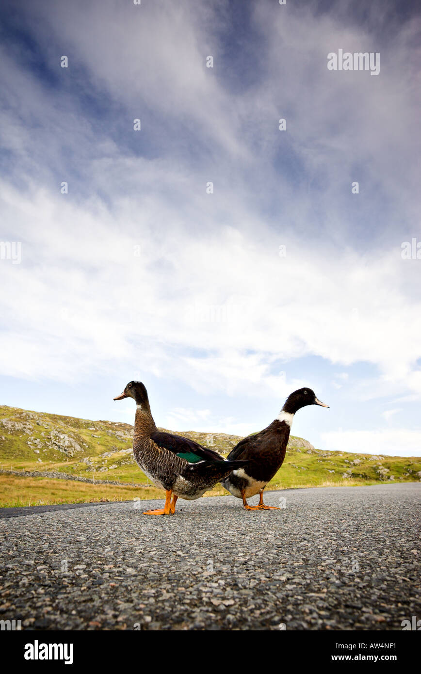 Two ducks standing back to back on a country road Stock Photo - Alamy