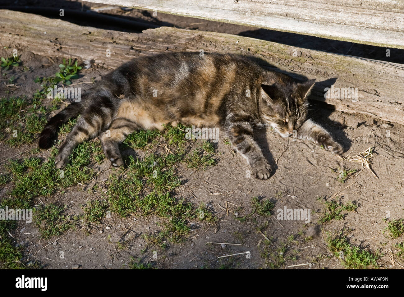 Cat sleeping in the sun outdoors Stock Photo - Alamy