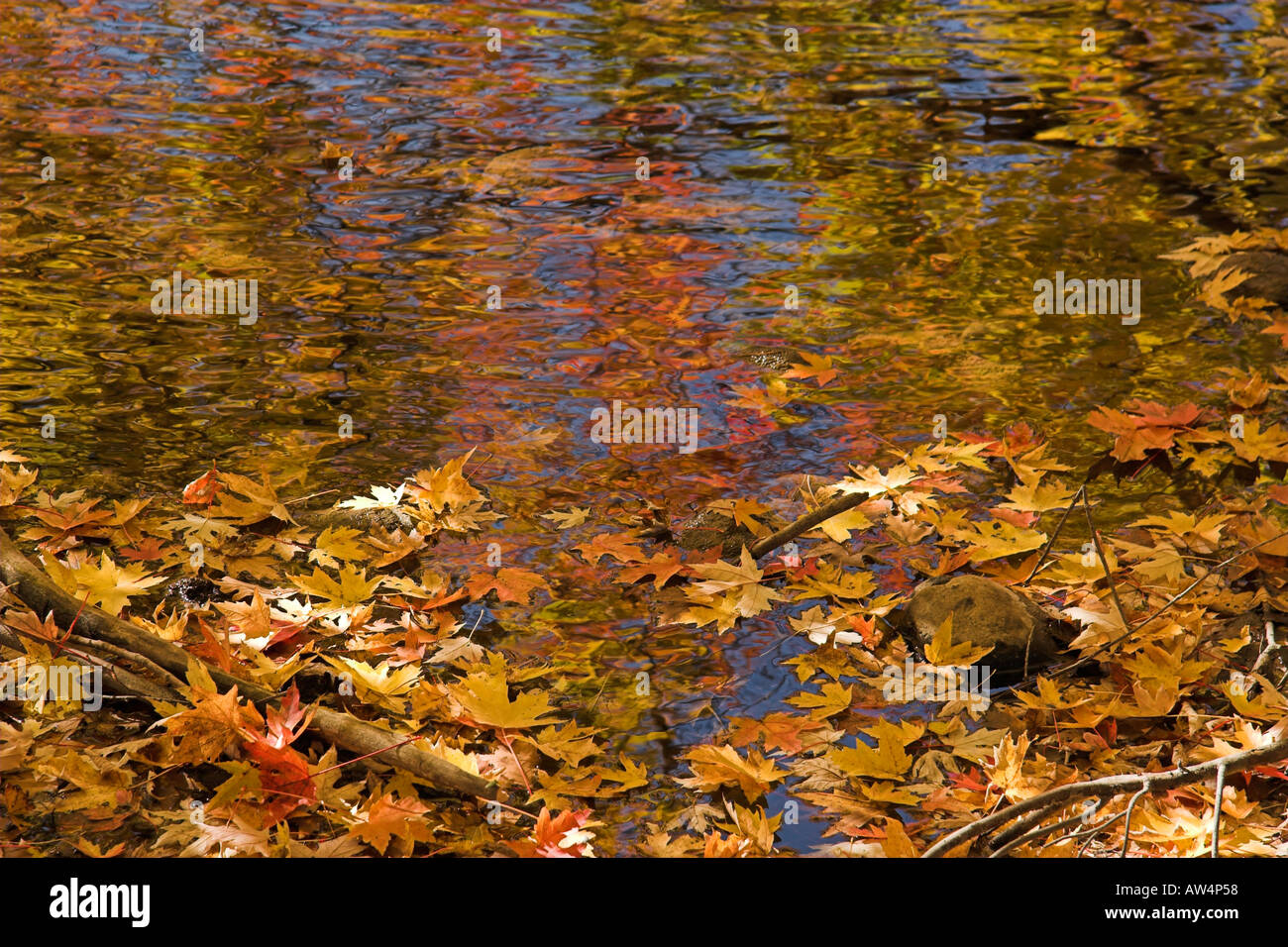 Autumn leaves on water, reflections Stock Photo - Alamy