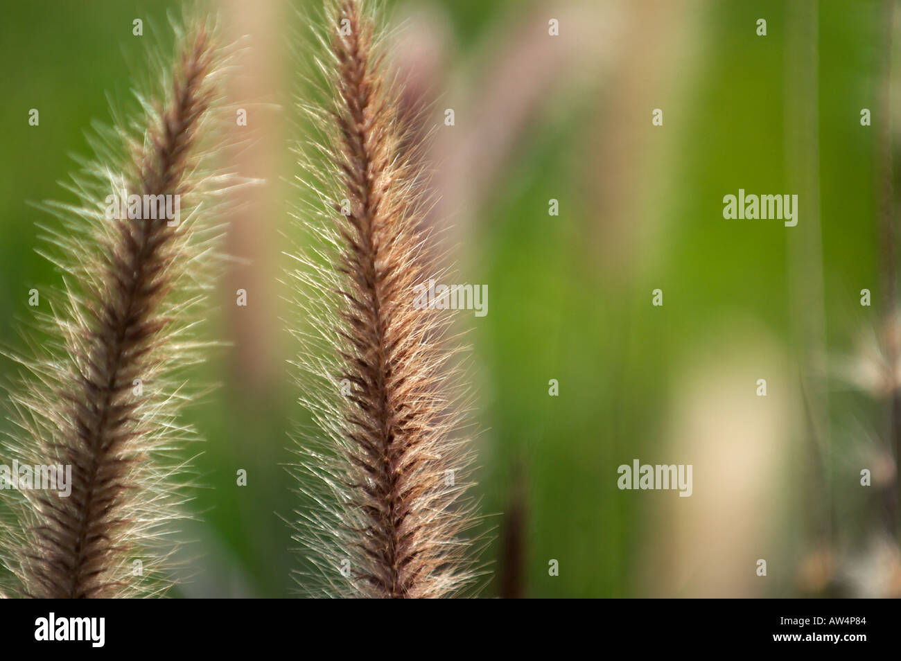 wild grass hairs Stock Photo - Alamy