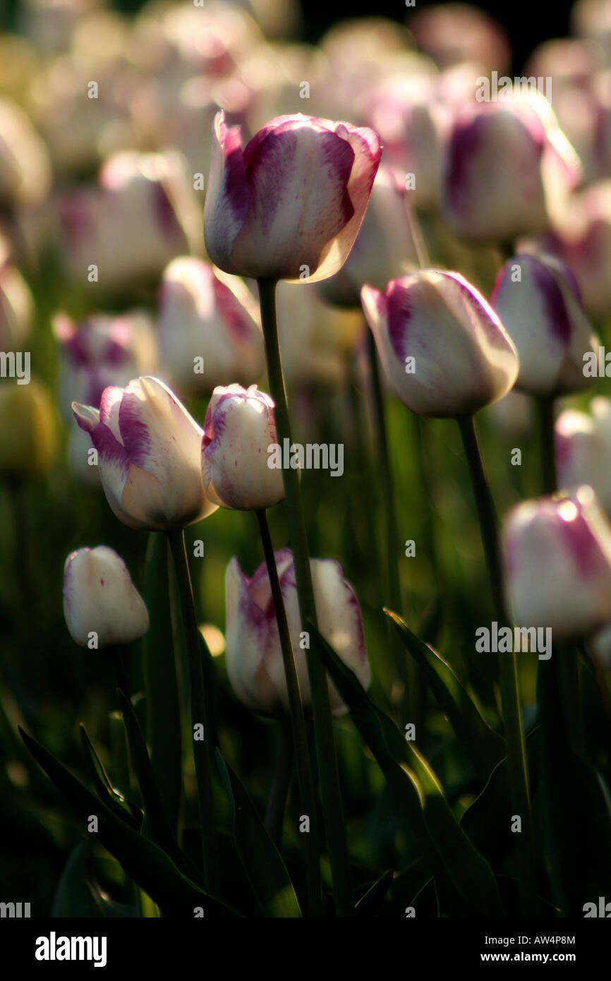 Spring in the Public Garden Boston Massachusetts Stock Photo - Alamy
