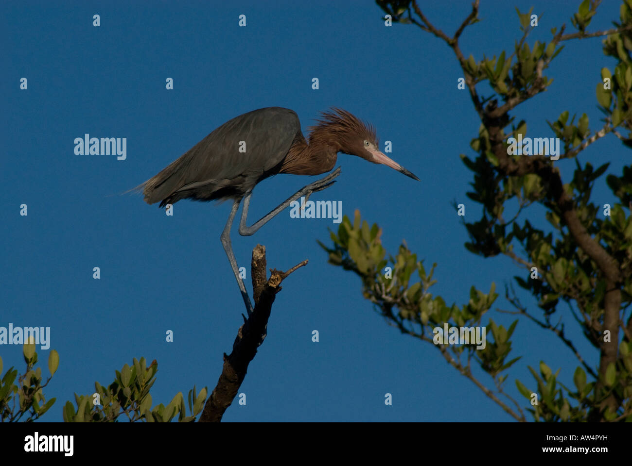Reddish Egret - Egretta rufescens - In mangroves Stock Photo - Alamy
