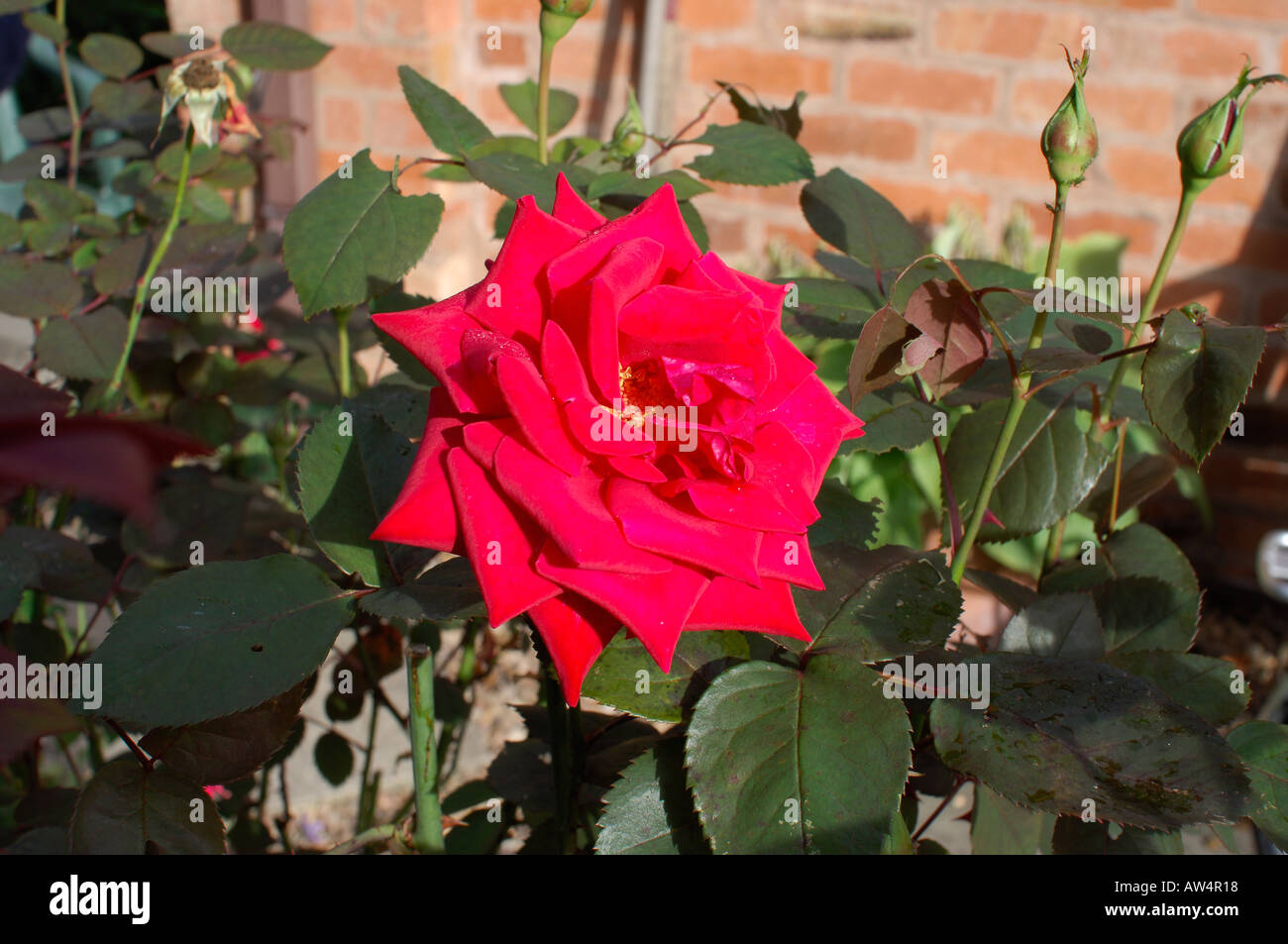 rose roses in country cottage garden plant flower red Stock Photo - Alamy