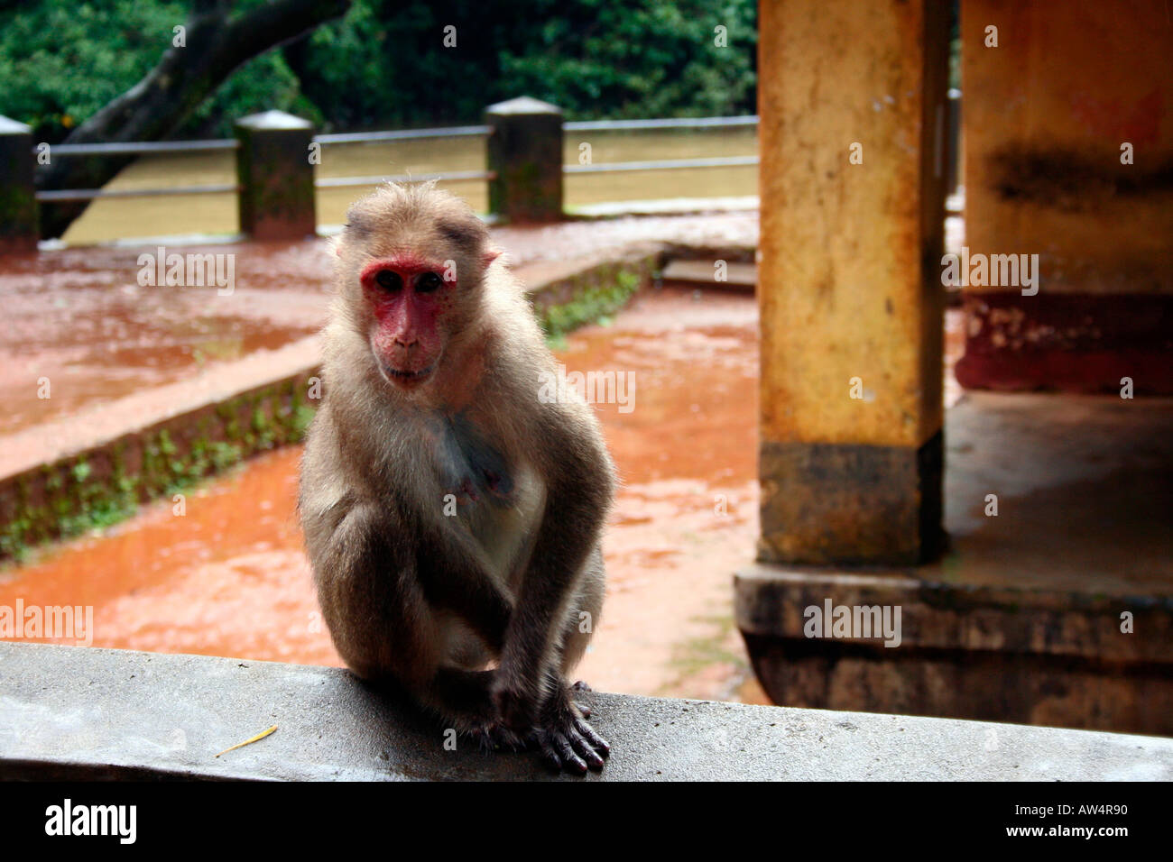 Mischievous monkey hi-res stock photography and images - Alamy