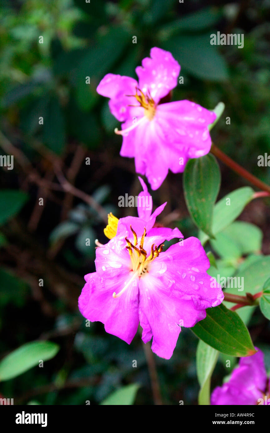 Group natural flowers hi-res stock photography and images - Alamy