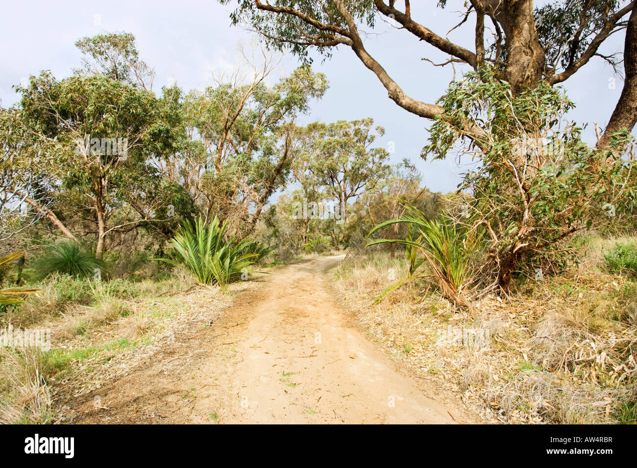 Macrozamia plants (of the cycad family) and eucalyptus trees growing ...