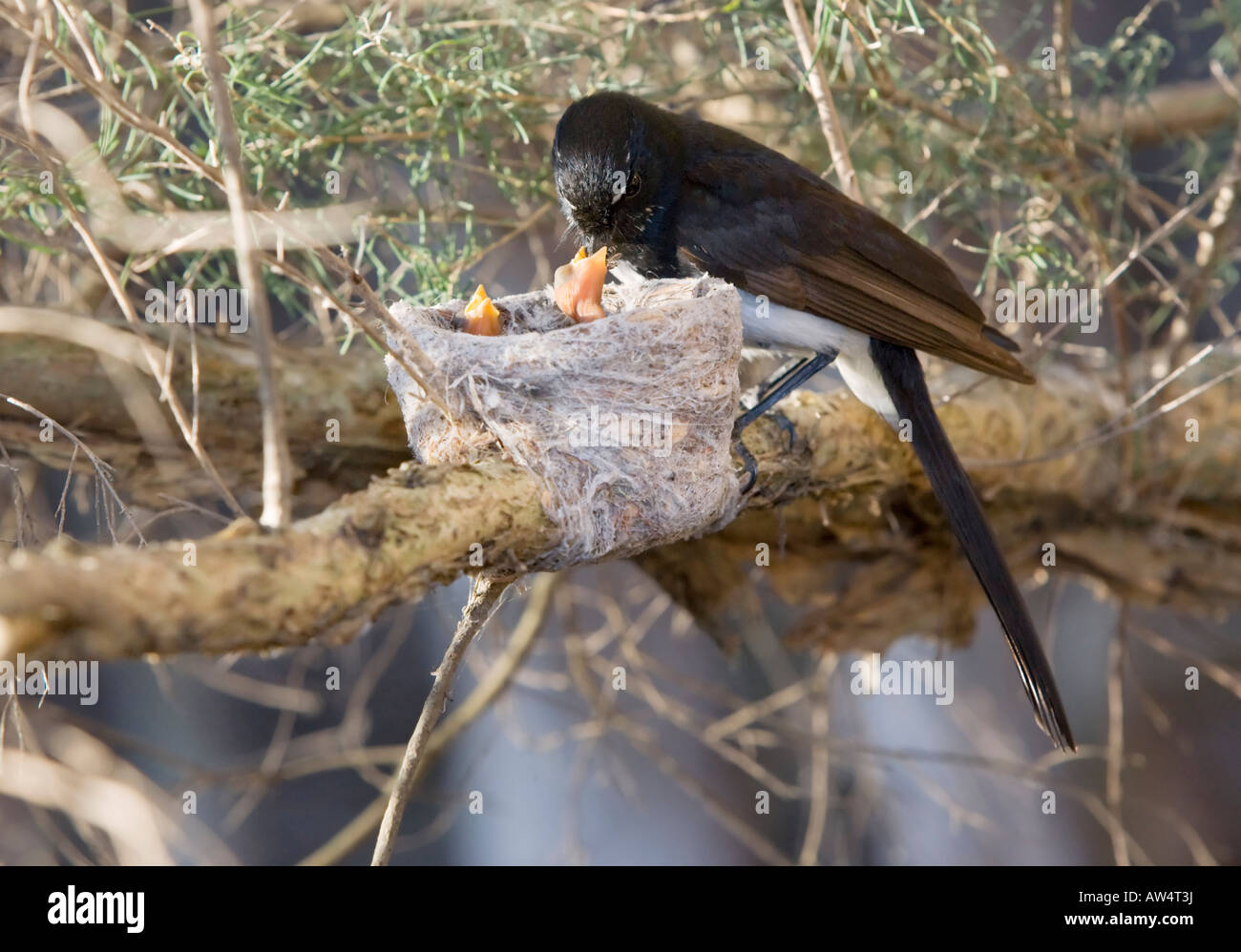 A Willie Wagtail at its nest feeding an insect to its chicks. Herdsman ...