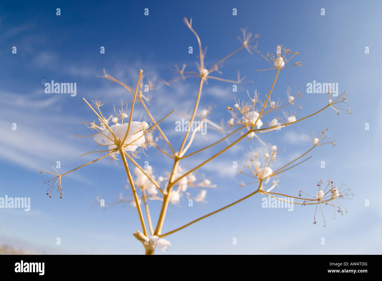 A plant with snow forming on its tips Stock Photo - Alamy