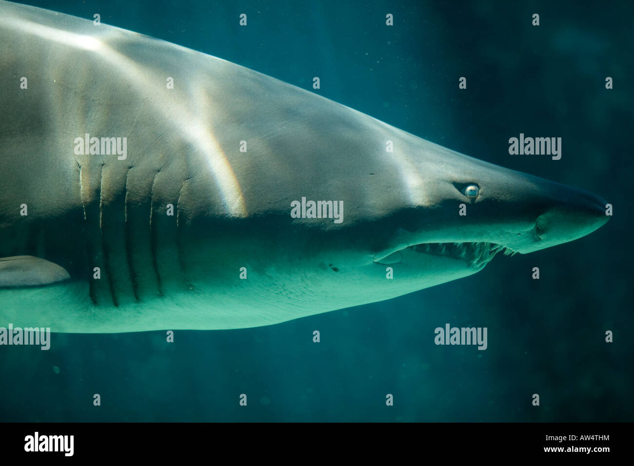 South Africa Cape Town Ragged Tooth Shark Odontaspis ferox swimming in ...