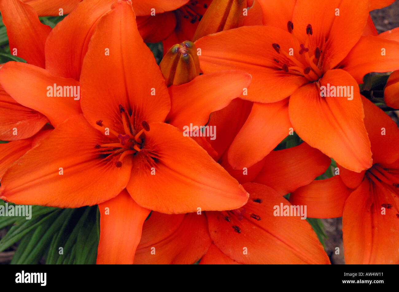 Orange lilly fower hi-res stock photography and images - Alamy