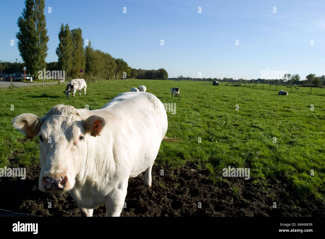 A white cow in a lush green paddock Stock Photo - Alamy