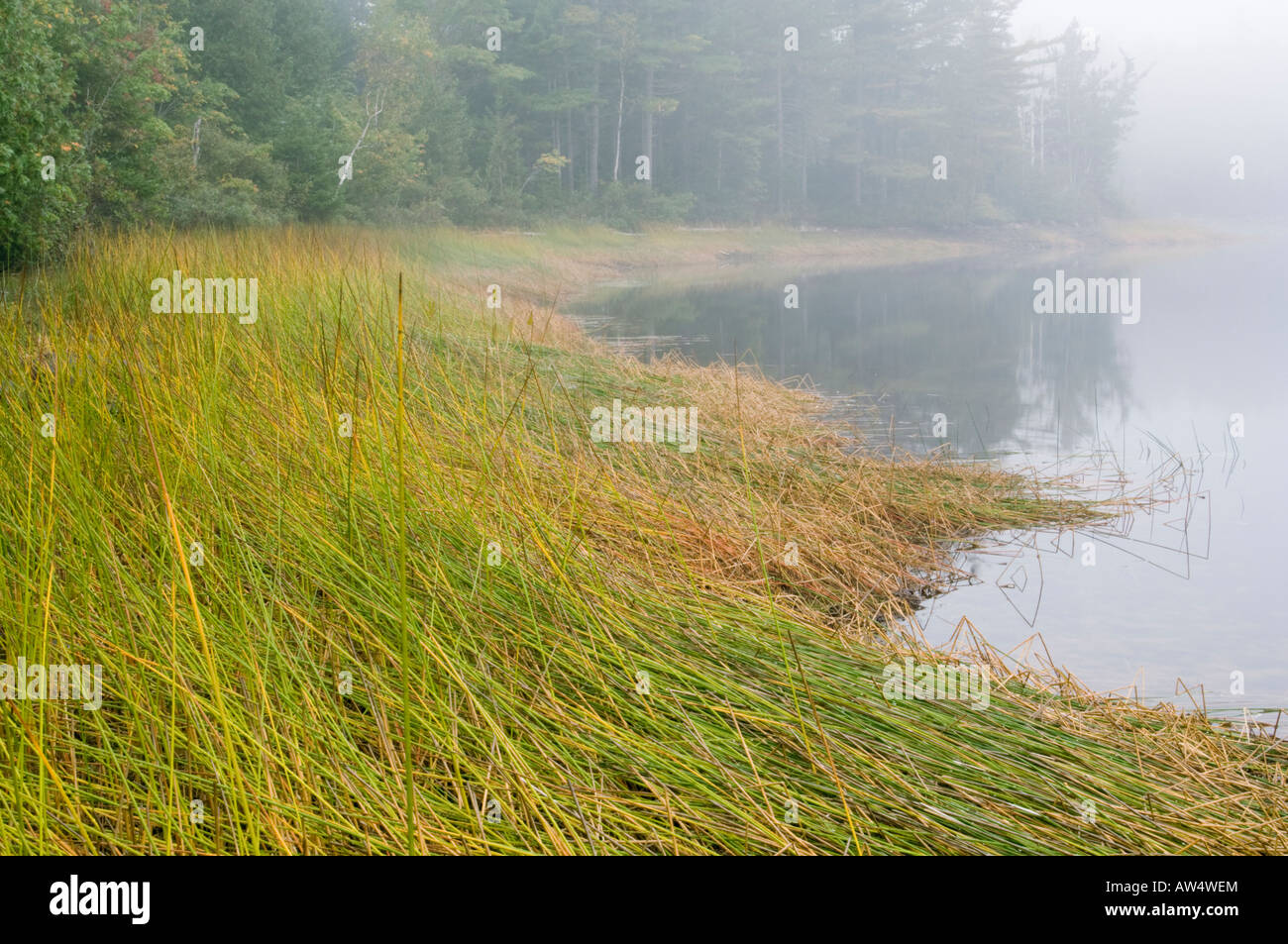 Lower Hadlock Pond in early morning fog Lower Hadlock Pond trail Acadia ...