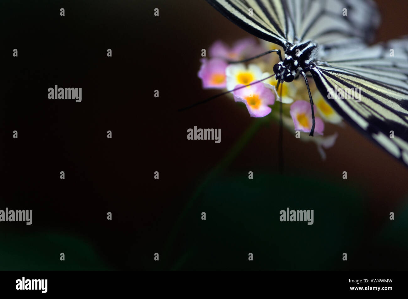 Up close shot of tropical butterfly Stock Photo - Alamy