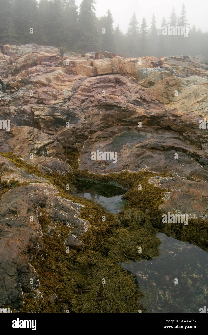 Cliffs and tide pools above Little Hunters Beach Acadia National Park ...