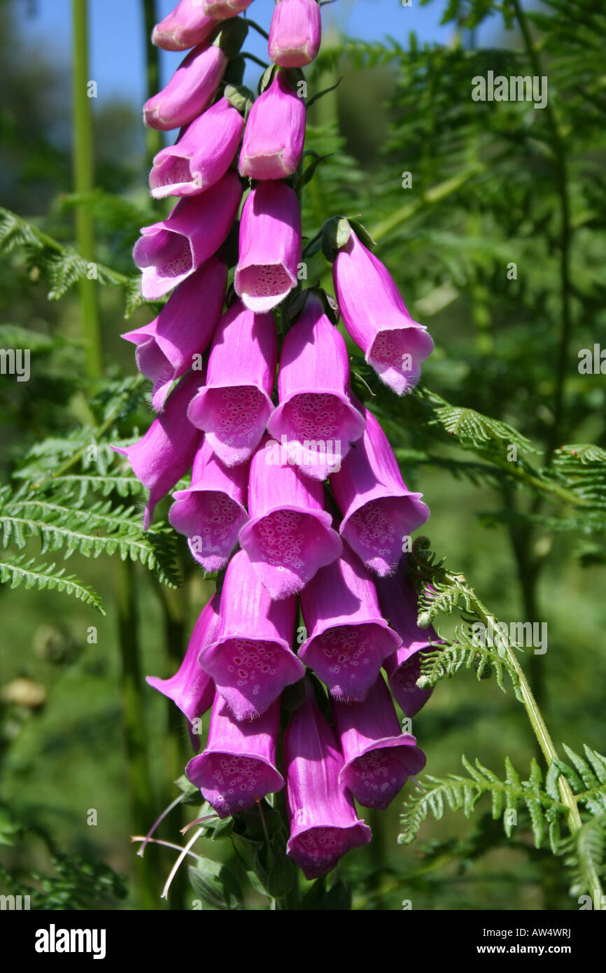 Purple Bell flowers (Foxglove, Digitalis Purpurea) of South Downs in ...